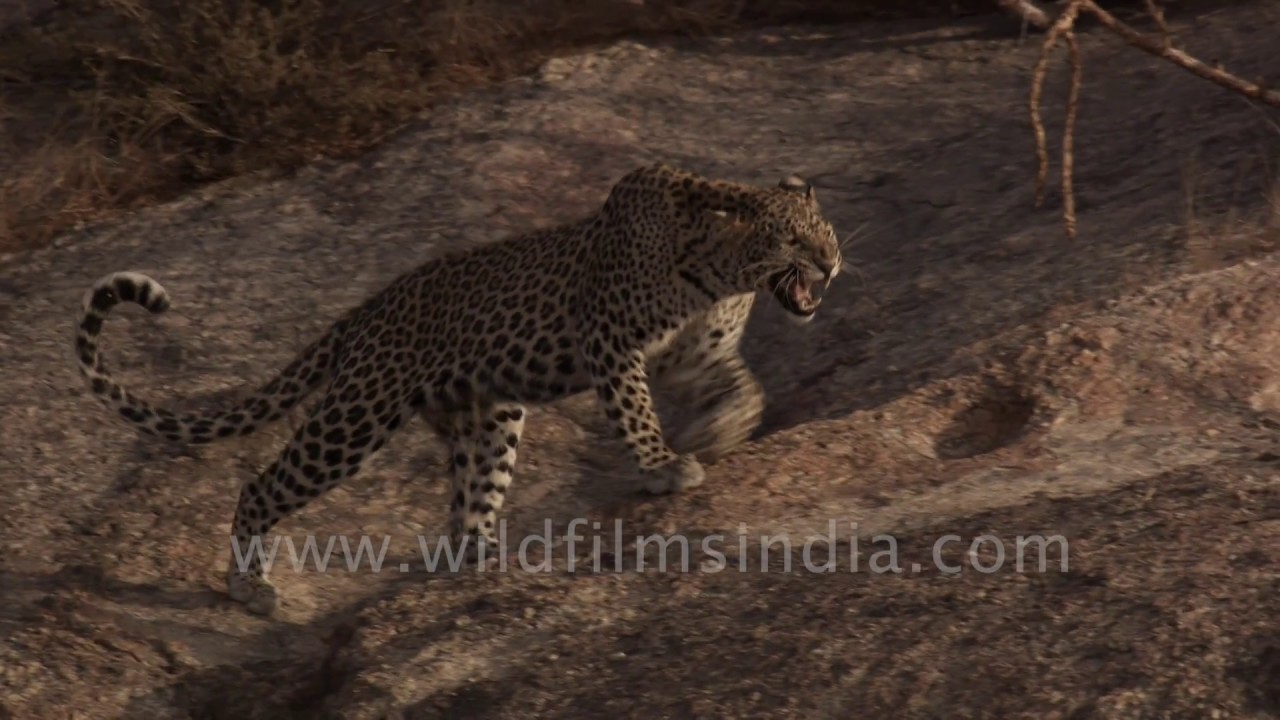 Leopard in muscular stealth mode walks down desert rockface, well ...