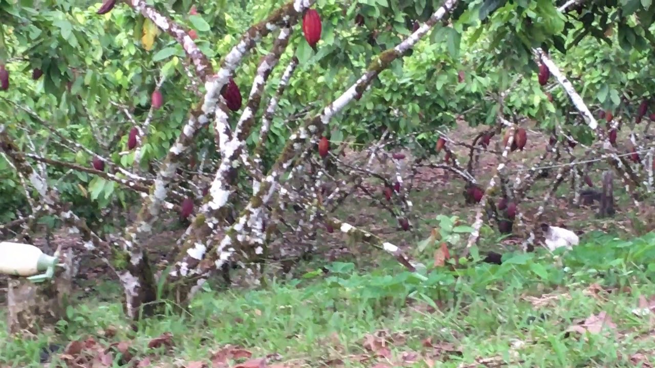 CONOCIENDO A LA GUATUSA - YouTube