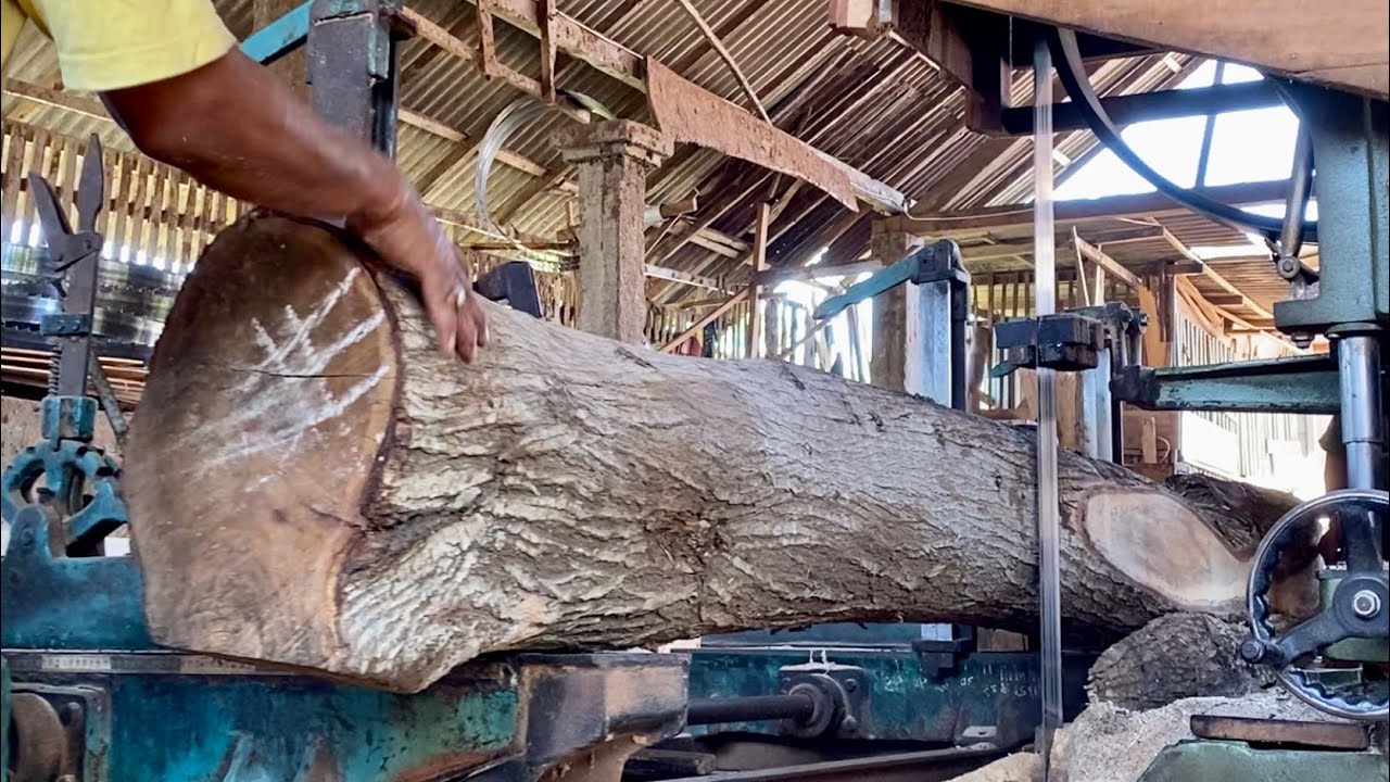 The process of sawing long wood using a bandsaw machine - pine sawmill ...