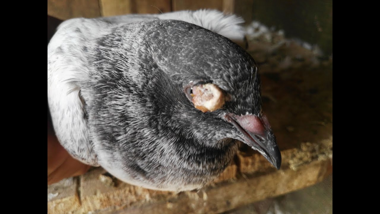 Pigeon pox treatment - zaherbad ka ilaj by Wasif - YouTube