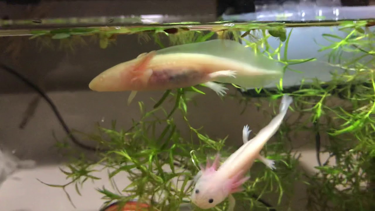 Axolotls Race - YouTube