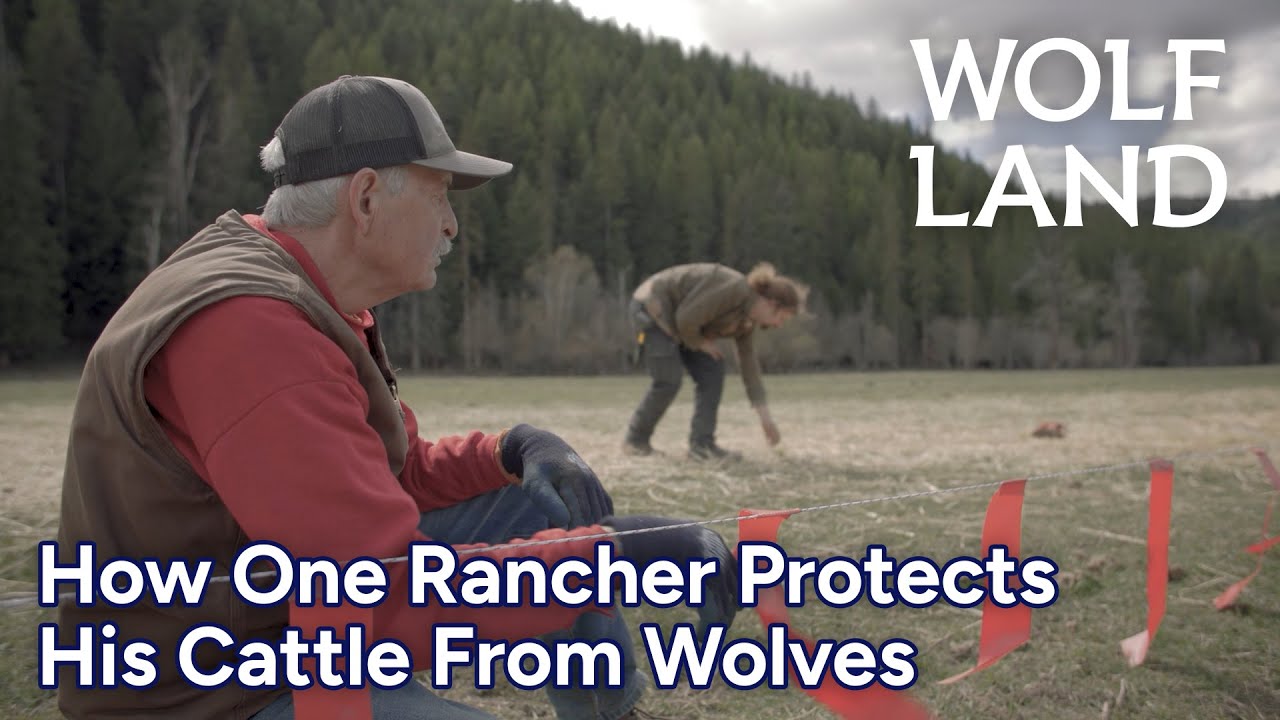 How Can Ranchers Protect Cattle from Wolves without Lethal Use of Force ...