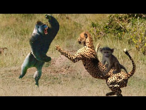 Hero Monkey Save cubs From Cheetah Hunt . |Mongoose vs Black Mamba ...
