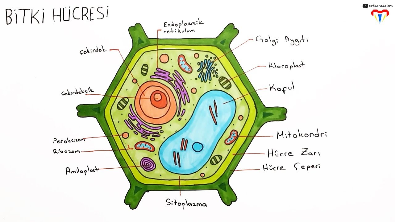 Bitki Hücresi Çizimi - 7.Sınıf Dersi - YouTube