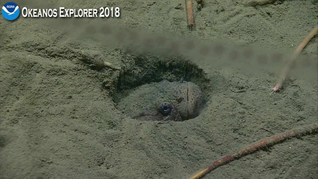 Okeanos Explorer Video Bite: Deep Sea Burrowing Fish Attack - YouTube