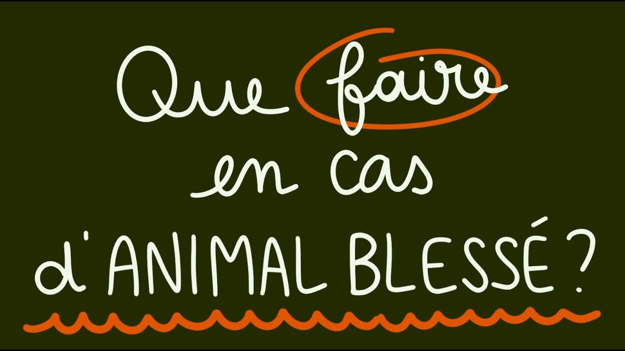 Animal blessé : que faire ? - YouTube