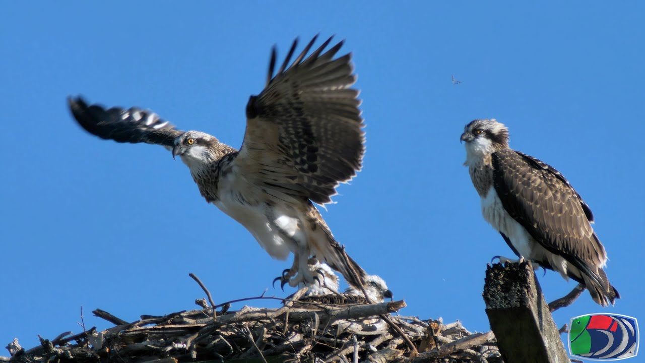 Osprey Breeding Footage Sequence 4/4 - YouTube