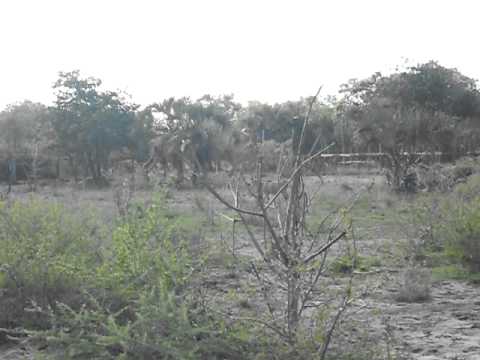 Dar Es Salaam Zoo Environment - YouTube