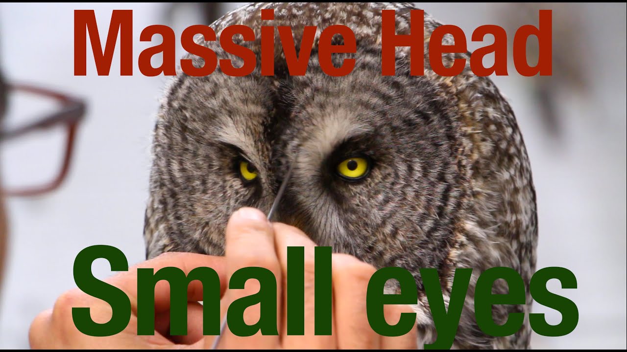 Great Grey Owl, Giant appearance vs tiny body. Art of Taxidermy - YouTube