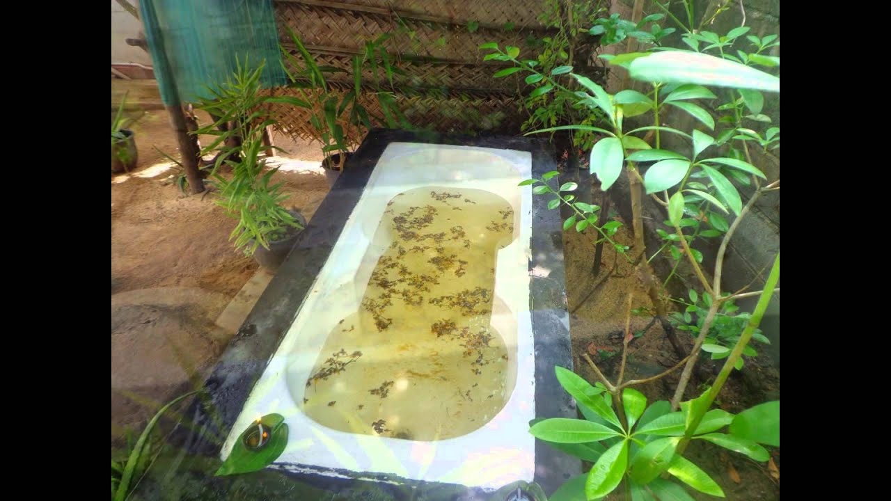 Kirinaliye Weda Gedara Negombo Sri Lanka - YouTube