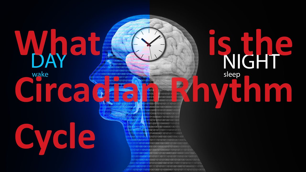 What is the Circadian Rhythm Cycle - YouTube