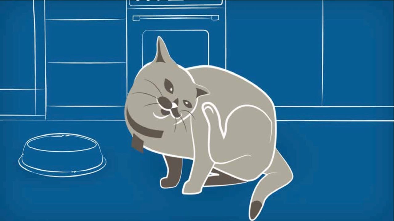 How a few fleas on your cat can cause a full-blown infestation - YouTube