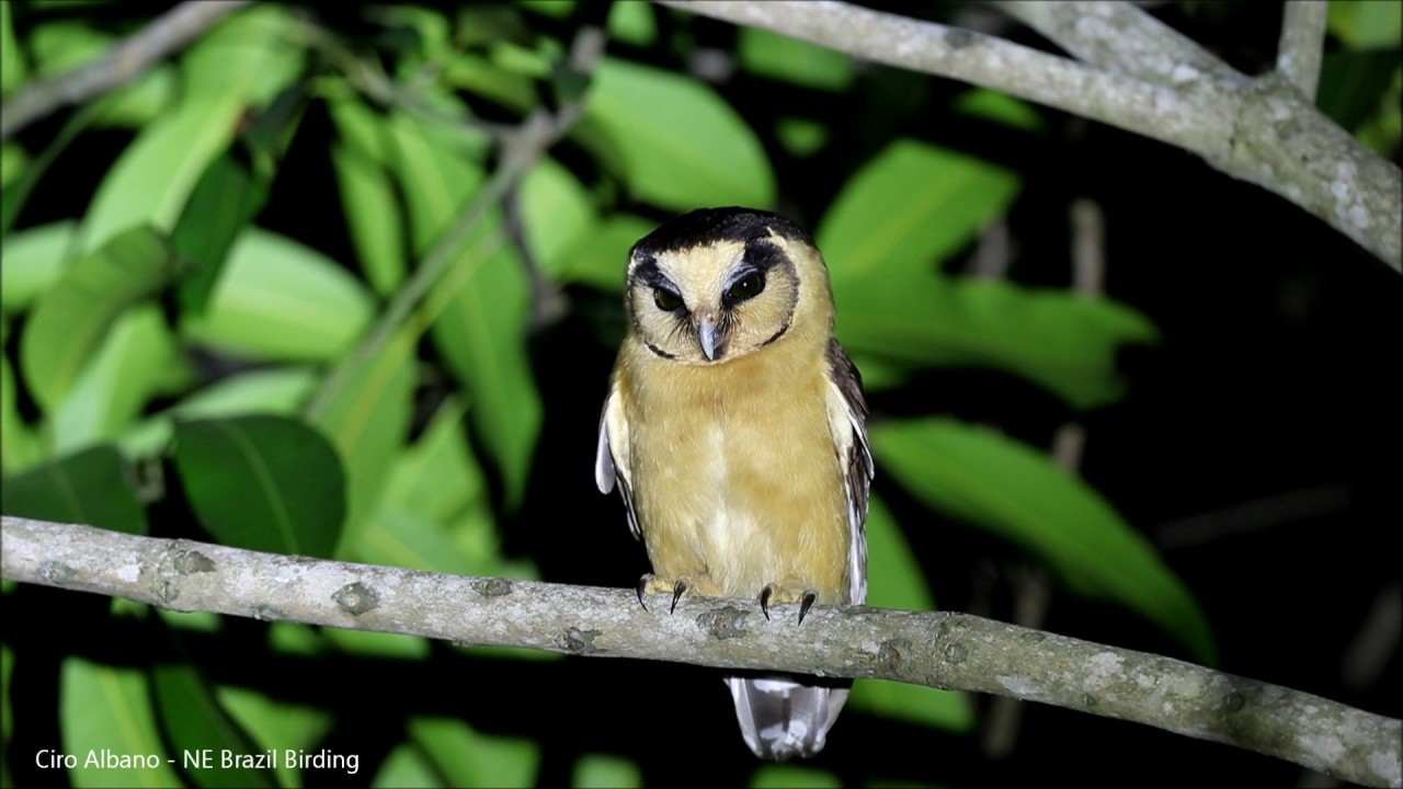 Buff-fronted Owl - caburé-acanelado - Aegolius harrisii - YouTube