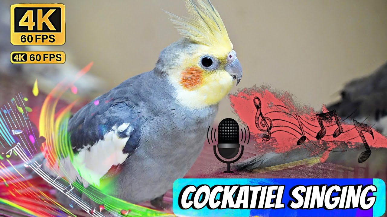 Cockatiel Singing 4K 60Fps | 6 months old baby cockatiel #bird #youtube ...