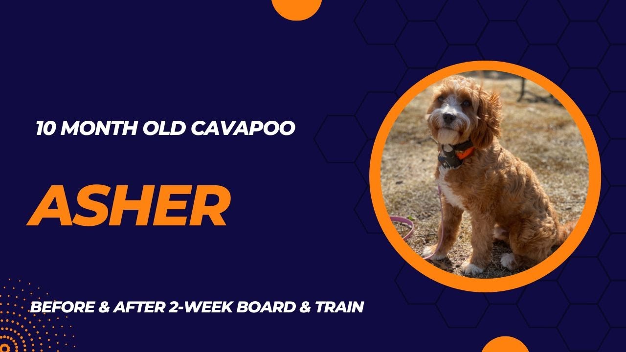 Asher - 10 Month Old - Cavapoo - 2-Week Board & Train | Before & After - YouTube