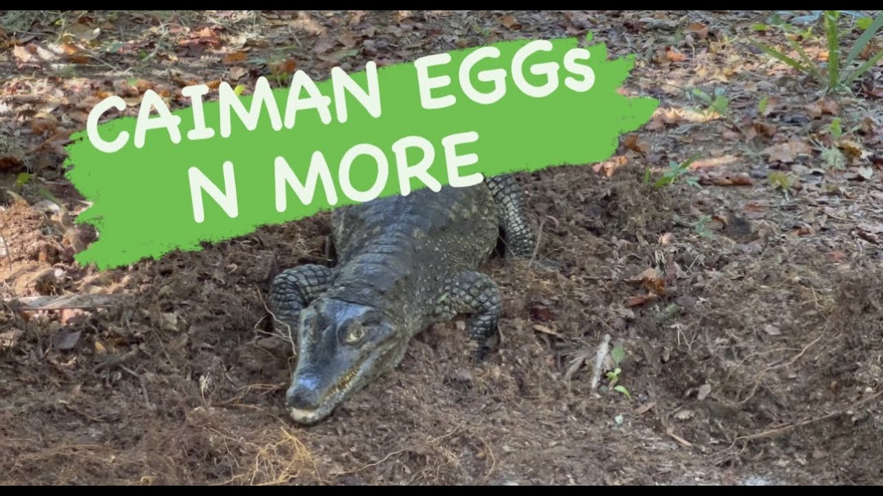 CAIMAN EGGS N MORE - YouTube
