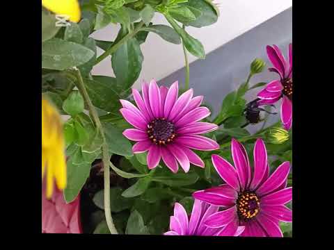 Senin♥varlığın benim pusulam🧿🌟🇹🇷İyi ki varsın canımannem!#beautiful#flowers#çiçek #viralvideo #şiir