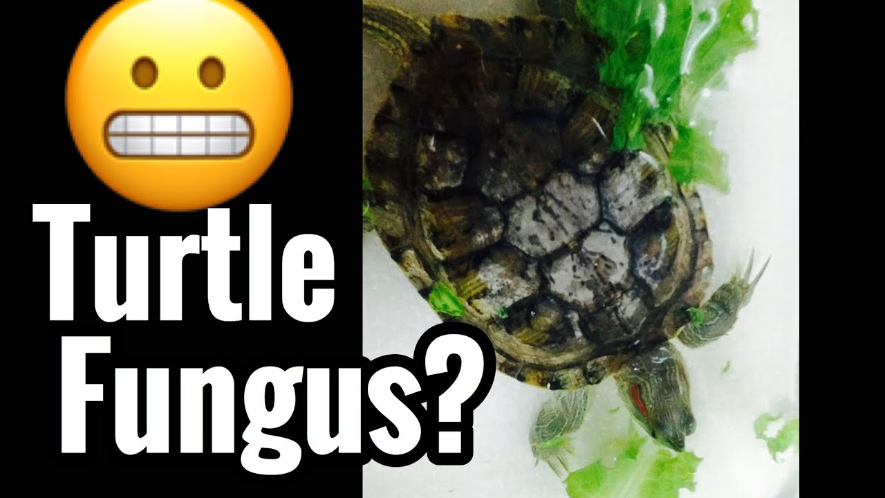 Pet Turtle Fungus or Shedding? Need Help - YouTube