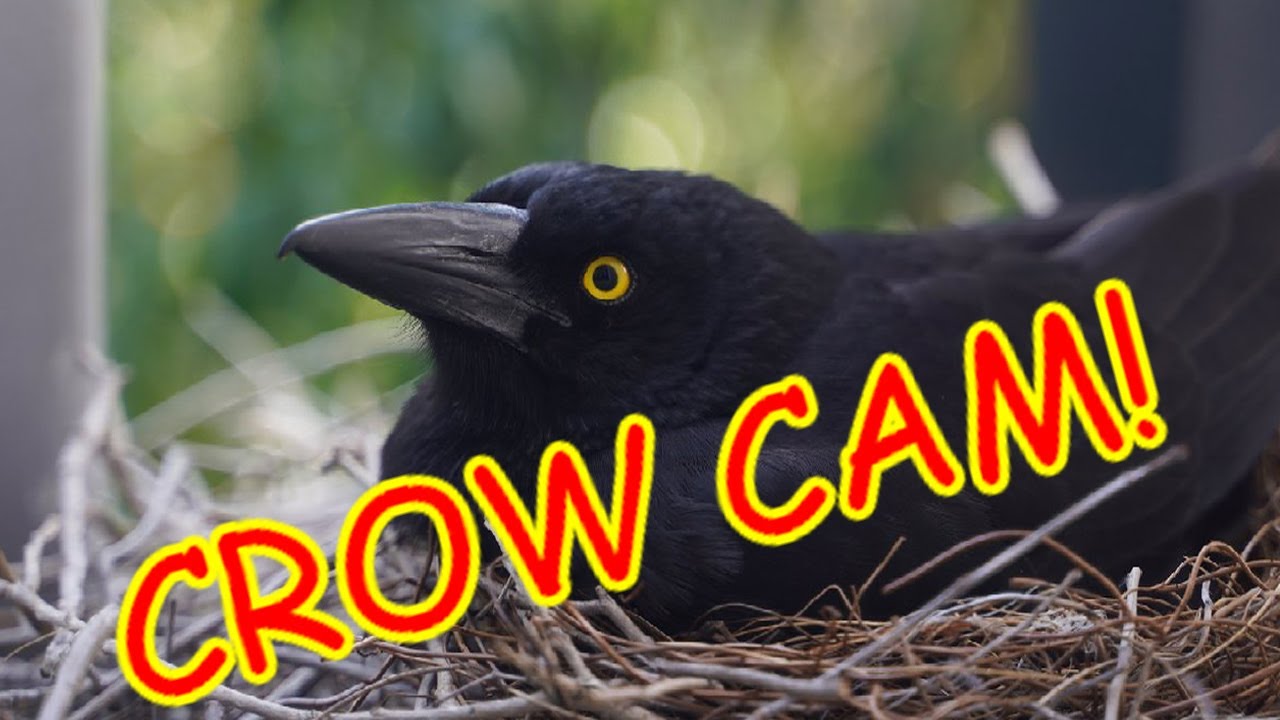 Crow Cam! - YouTube
