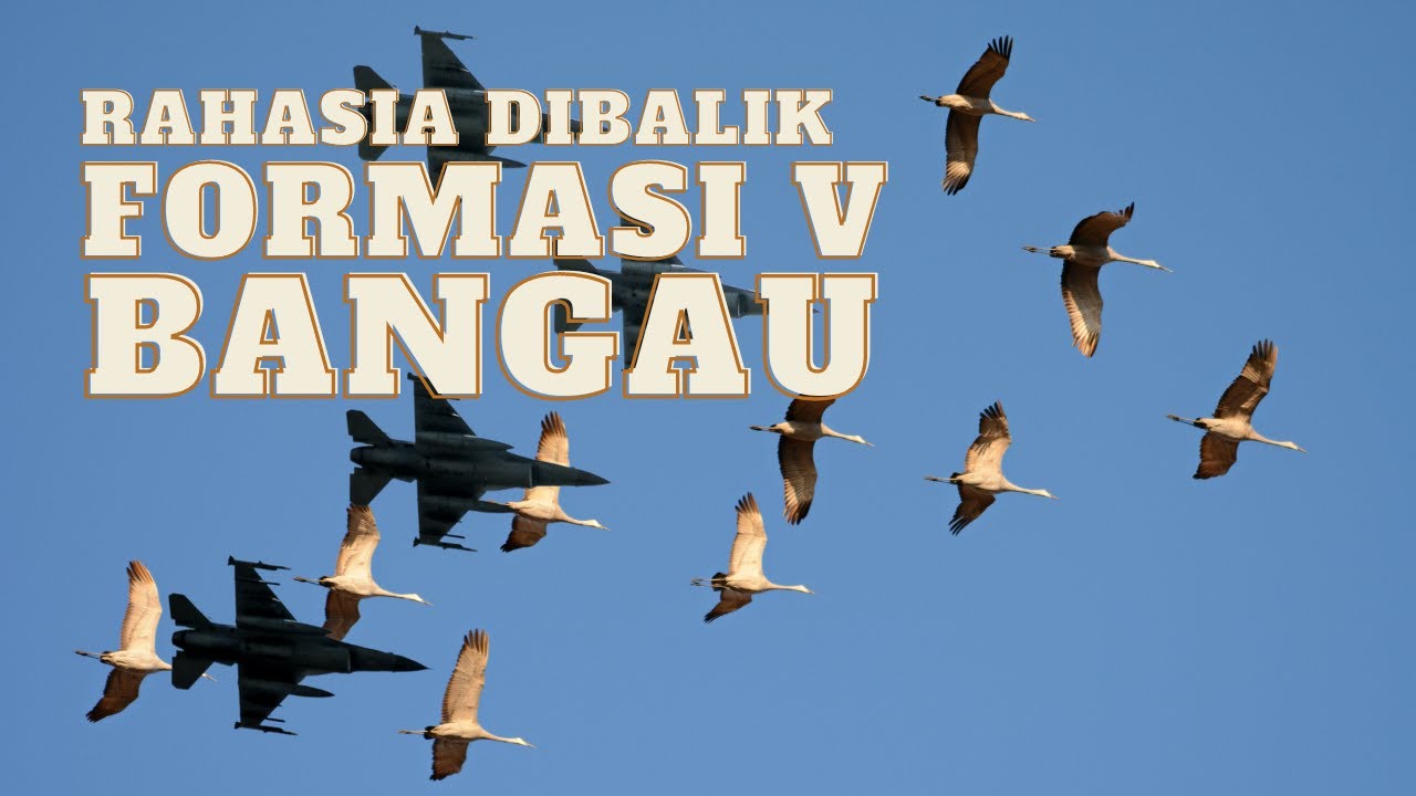 Canggihnya Formasi V Burung Bangau - YouTube
