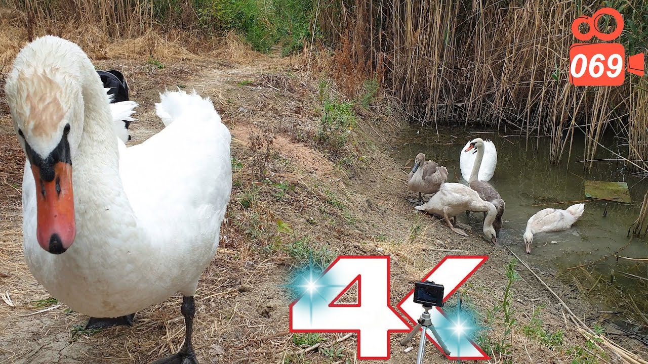 Dinosaur attacks - Hissing Swan Family 4K video 069 - YouTube