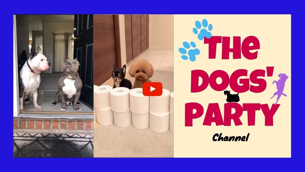 FUNNY DOGS 🐾 | lovely little dogs 😍🐕 | (Toilet paper contest!😁) - YouTube