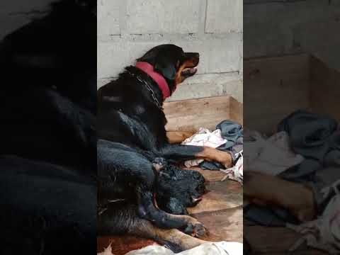 Anjing jenis rod wailer melahirkan sukses - YouTube