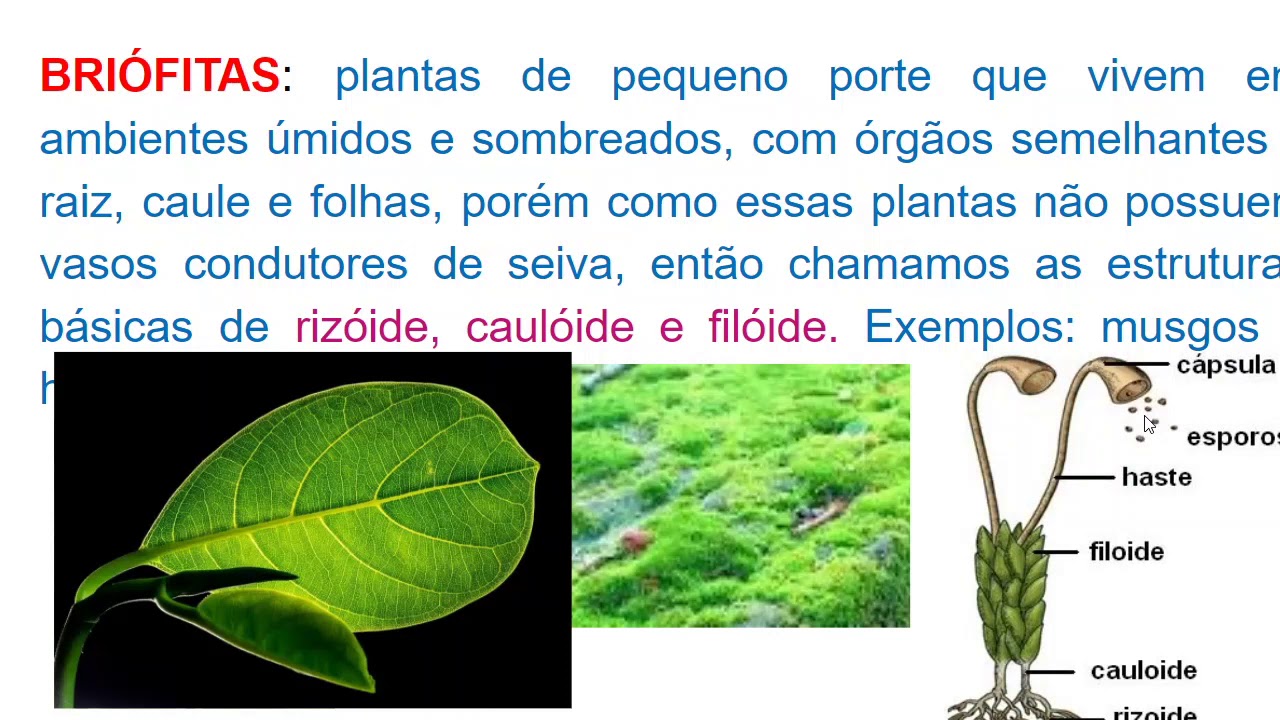 Reino Plantae - Classificação das plantas - YouTube