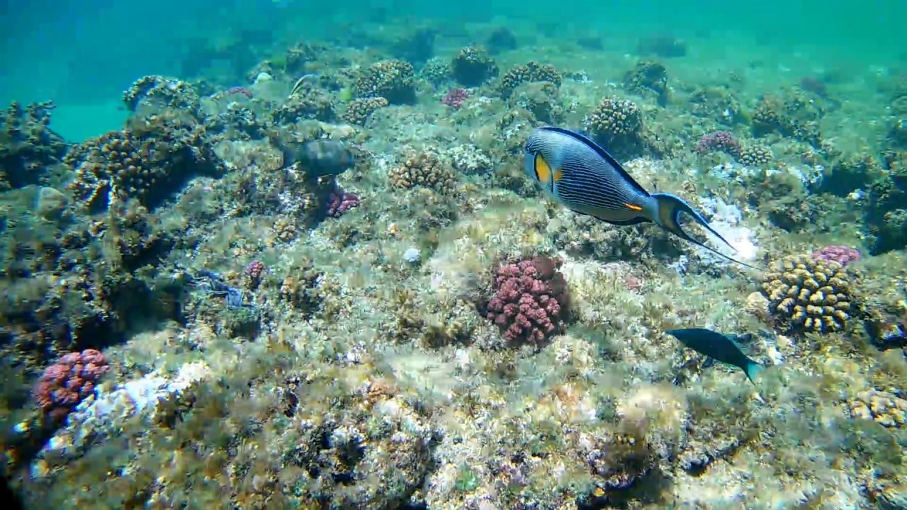 Schnorcheln Rotes Meer Marsa Alam - YouTube