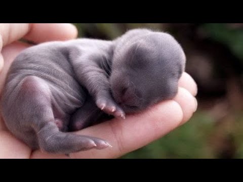 AWW CUTE BABY ANIMALS - Funny and cute moments of animal loving family ...