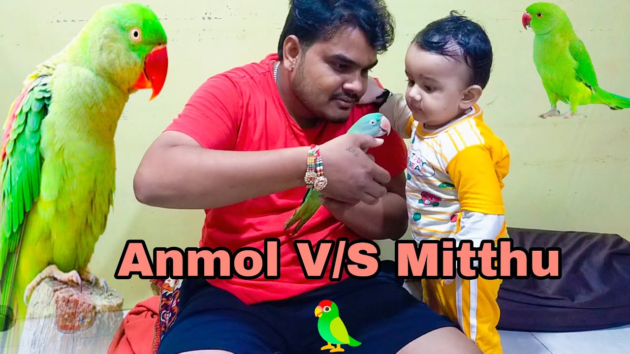 अनमोल बाबु को 🦜मिट्ठू से दोस्ती करनी है || Anmol Babu Friendship to mitthu🦜 || Mr Anil Kumar ...