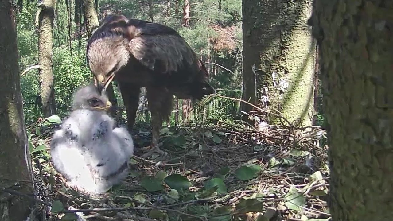 Mazais ērglis~Frog by Andris! Pesky Jay! Andris is preening Rota~11:43 ...