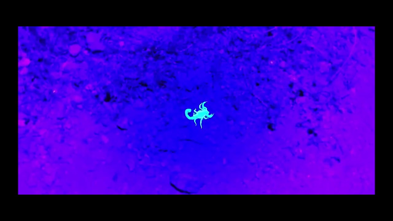 Striped Tail Scorpion Encounter - YouTube