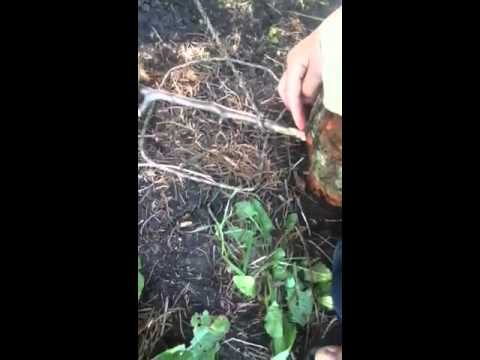 How to make a rabbit snare - YouTube