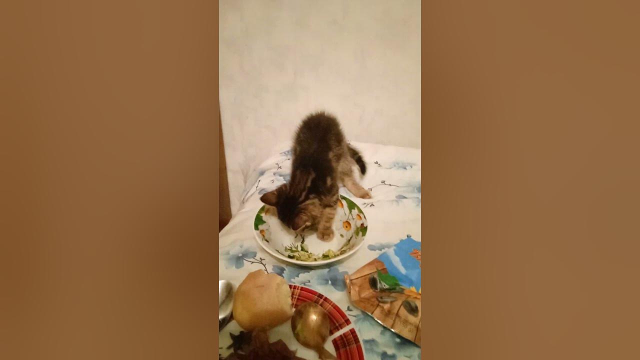 Какой аппетитный салат! Котик кушает - YouTube