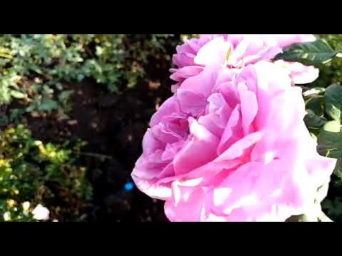Обзор: Кармен вюрт - махровая роза - YouTube