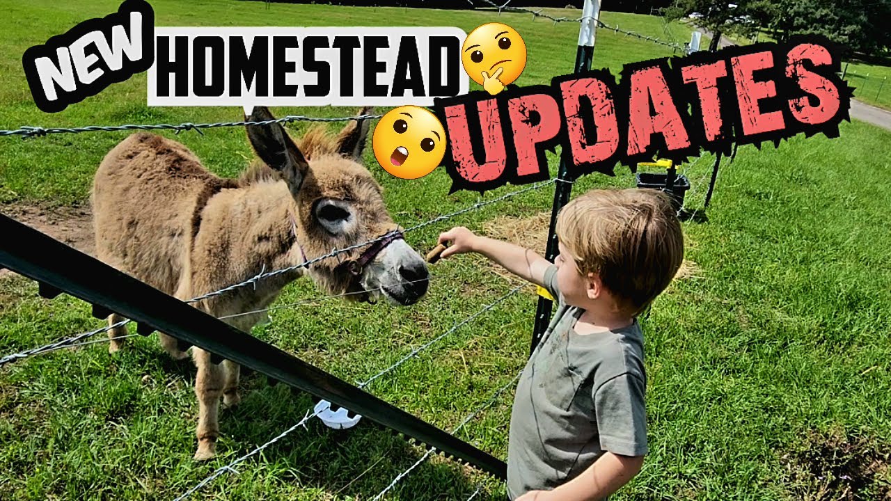 Mini Acres Homestead Updates, Introducing Chicks Into The Flock and ...