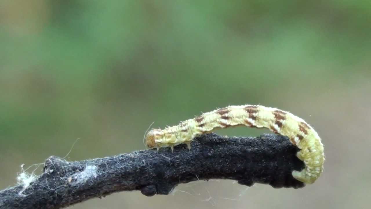 Common Pug Moth Caterpillar (Geometridae: Eupithecia miserulata?) - YouTube