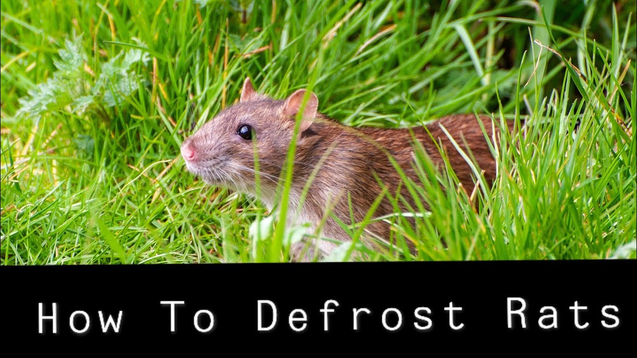How To Defrost Frozen Rats/Mice - YouTube