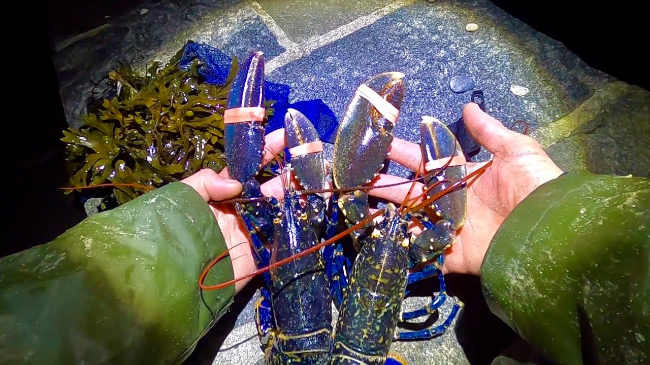 COASTAL FORAGING - Big lobsters at Midnight! Catch Clean Cook - YouTube