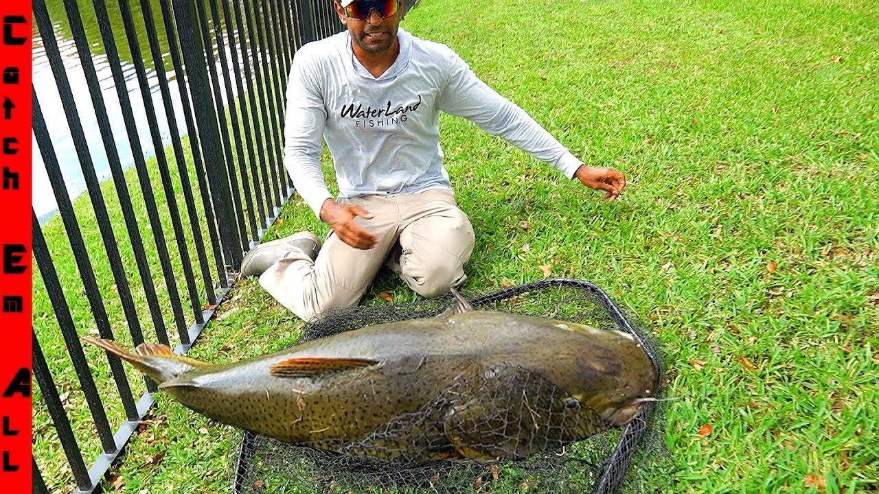 CATCHING Exotic GIANT HYBRID TIGER CATFISH in Florida! - YouTube