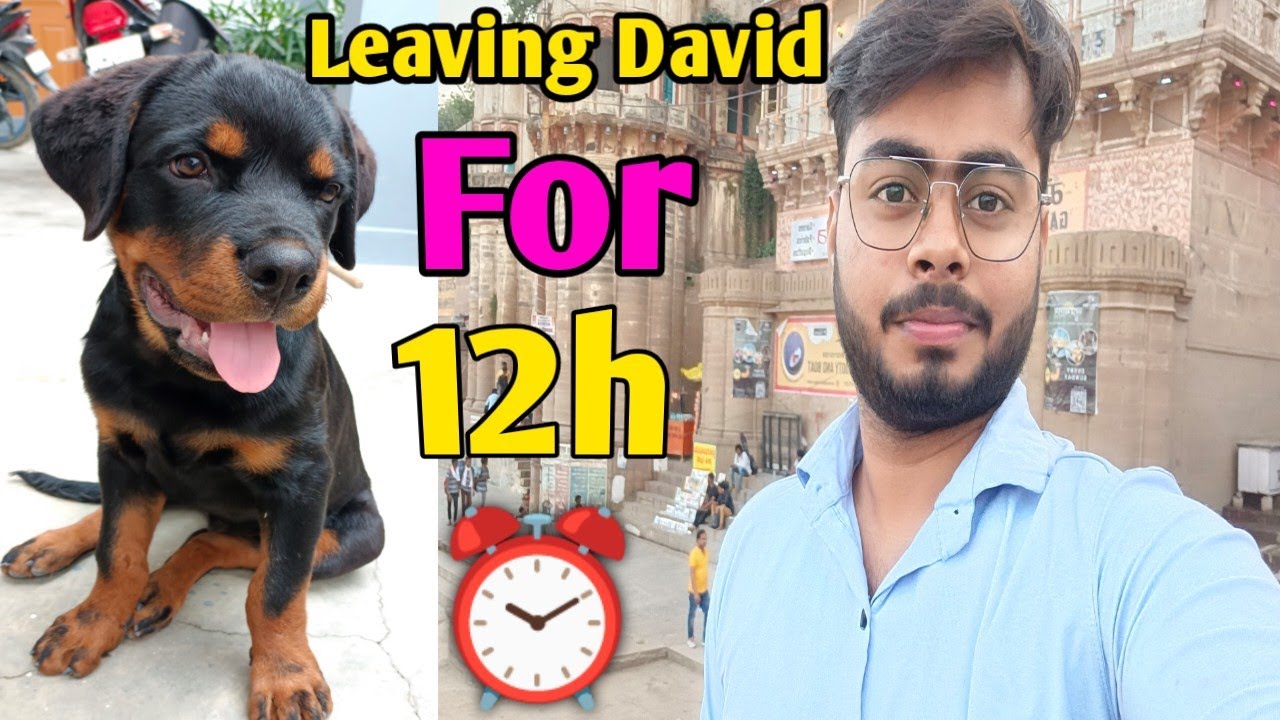 Leaving David For 12 Hour | Vlog With David | #rottweiler #dog # ...