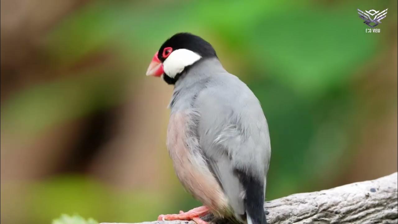Java finch | Java sparrow | 4K videos - YouTube