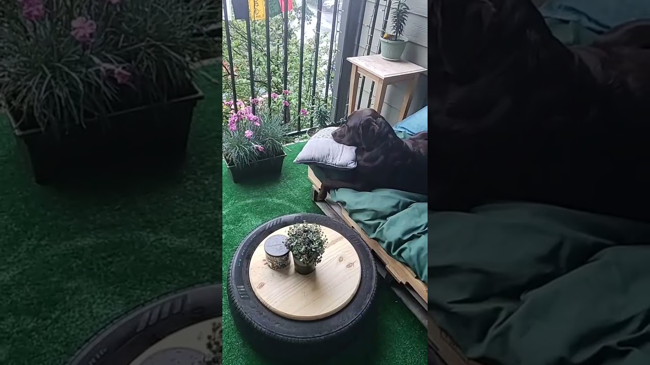 Always wanting to go out when it rains #got2bhome #pet - YouTube