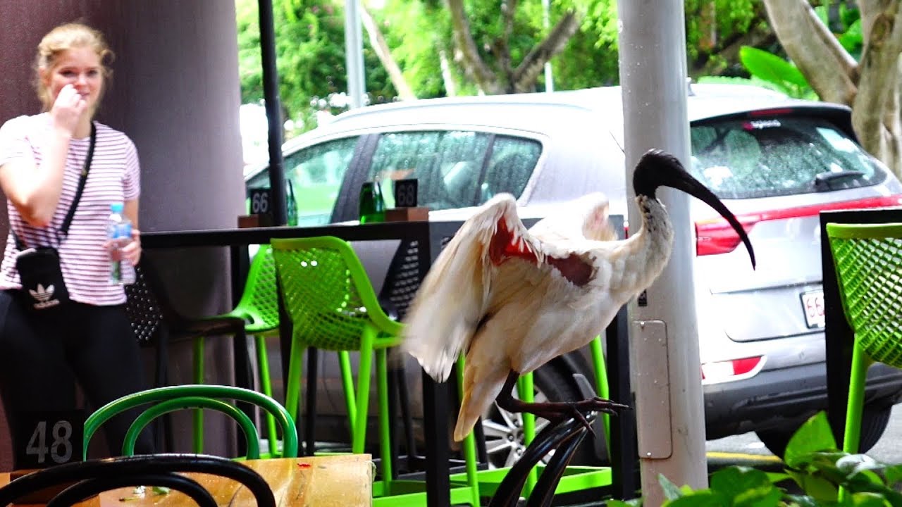 IBIS on the restaurant table !! - Brisbane, Southbank - YouTube