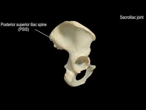 Unlock the Mystery: Lateral View of Pelvic Bone Anatomy | Drawn & Explained