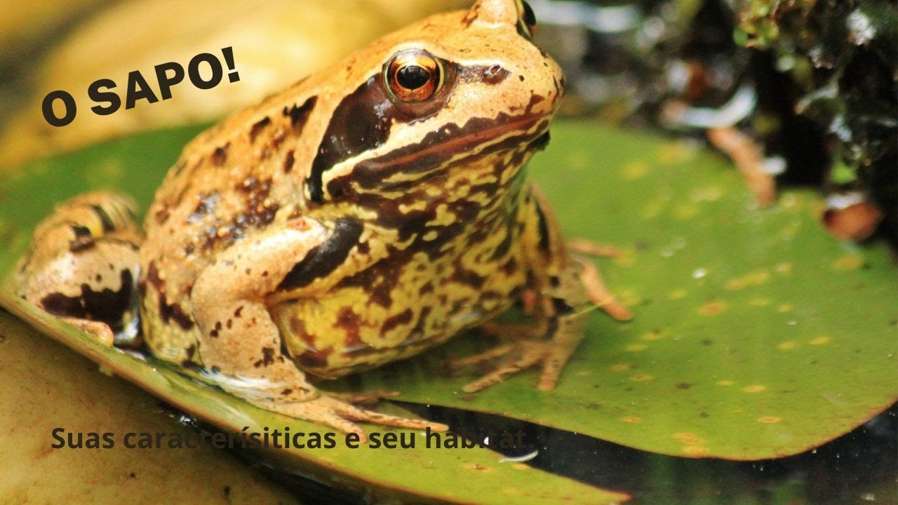O Sapo, suas características e habitat! - YouTube