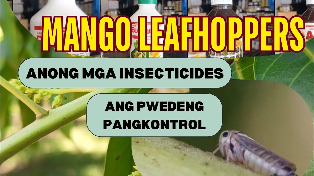 MANGO LEAFHOPPERS: ANONG INSECTICIDE ANG PWEDENG PANGKONTROL - YouTube