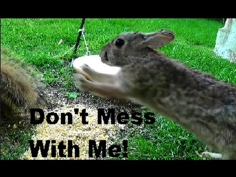 TOUGH BUNNY! Fight!!! - YouTube