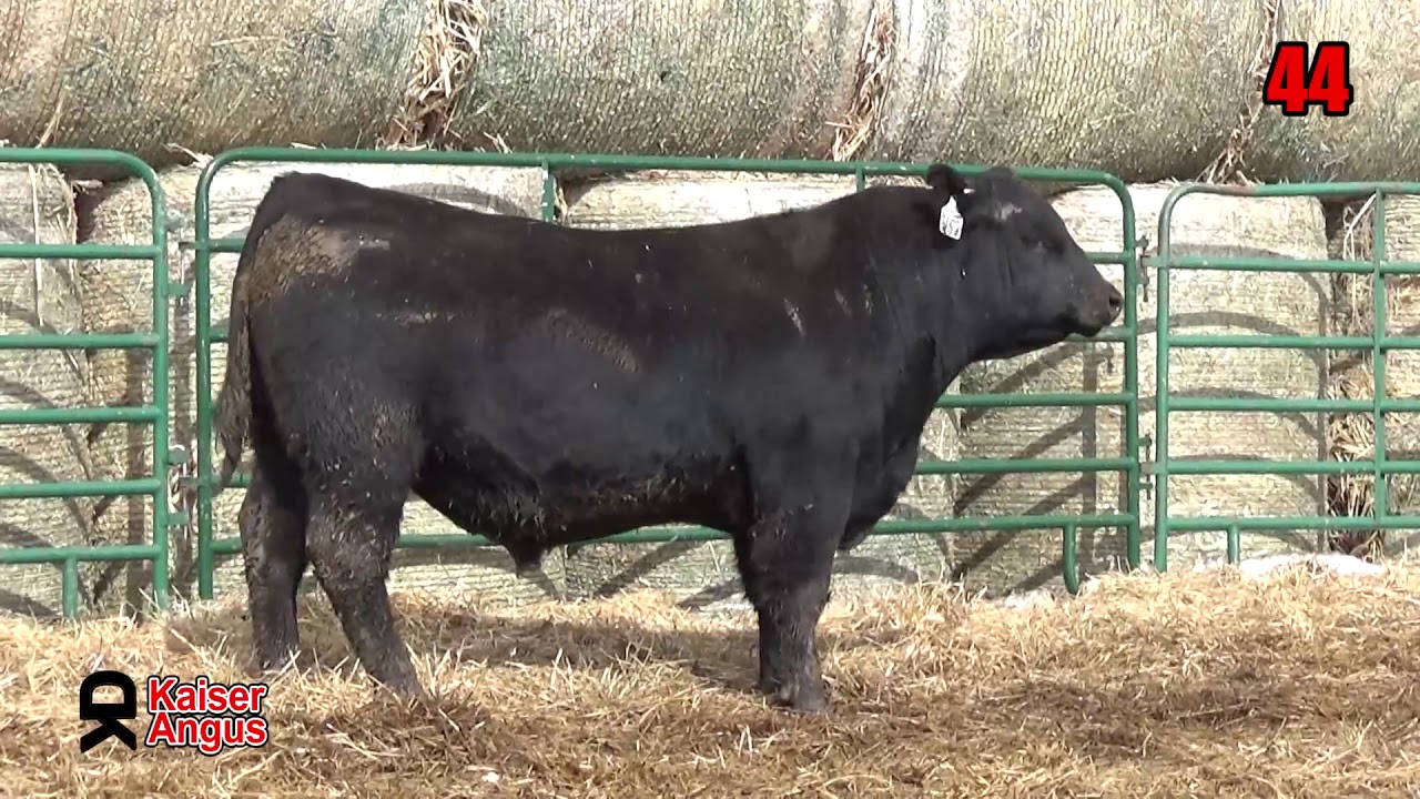 Kaiser Angus Ranch Lot 44 - YouTube